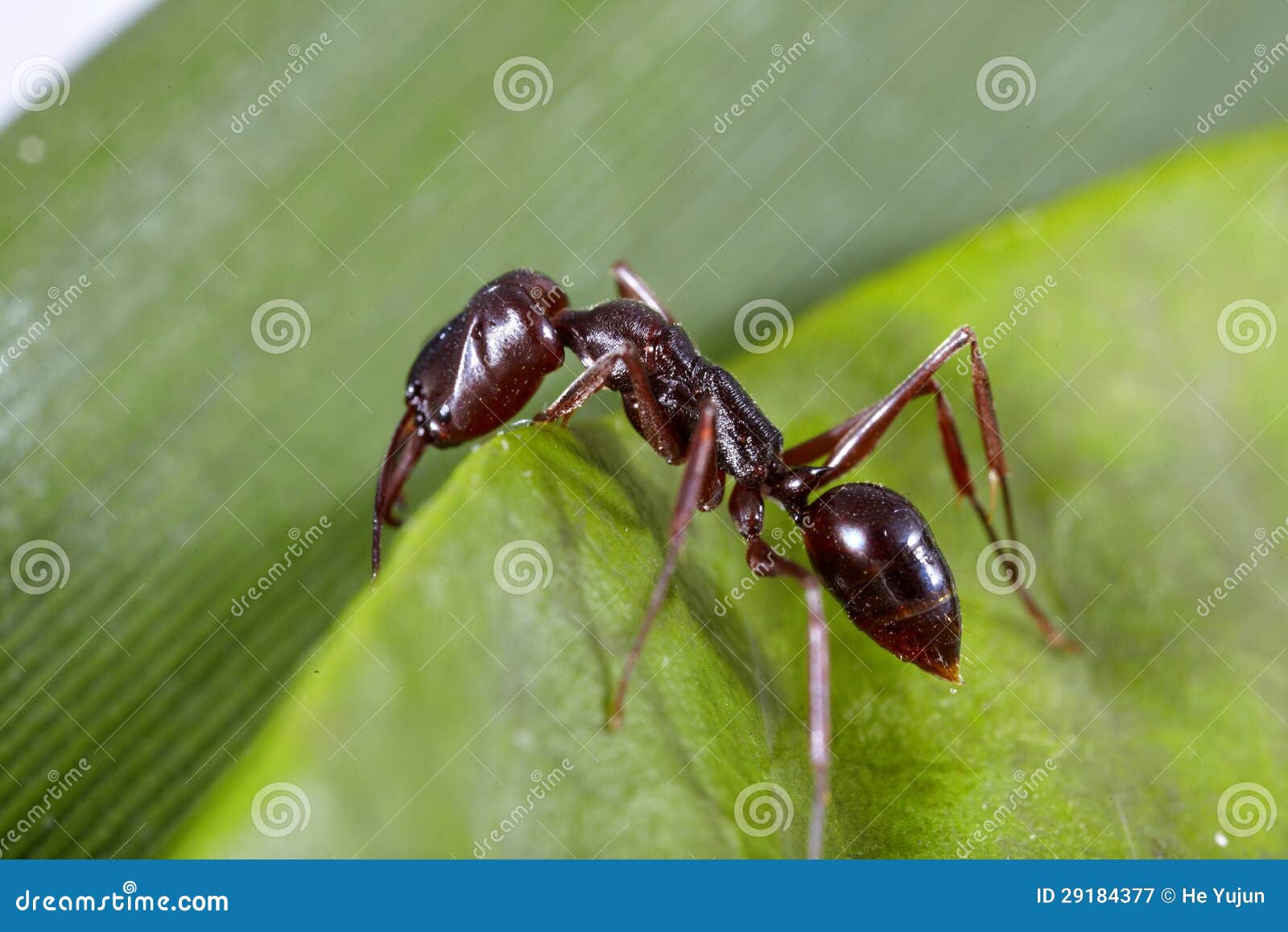 Ant on leaf stock image. Image of nature, insect, plant - 29184377