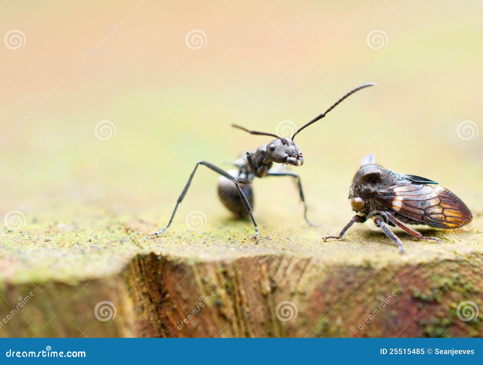 Ant and leaf hopper stock image. Image of fight, competition - 25515485