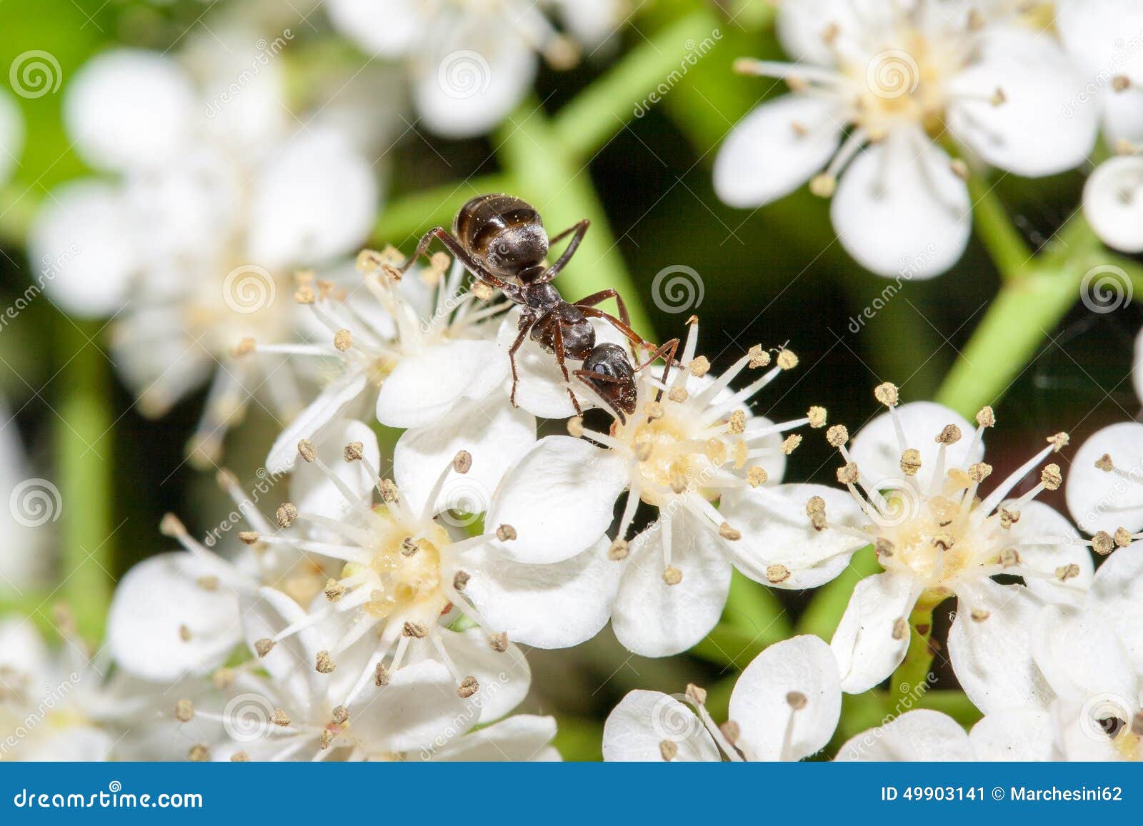 Ant on a leaf stock image. Image of pollen, invertebrate - 49903141