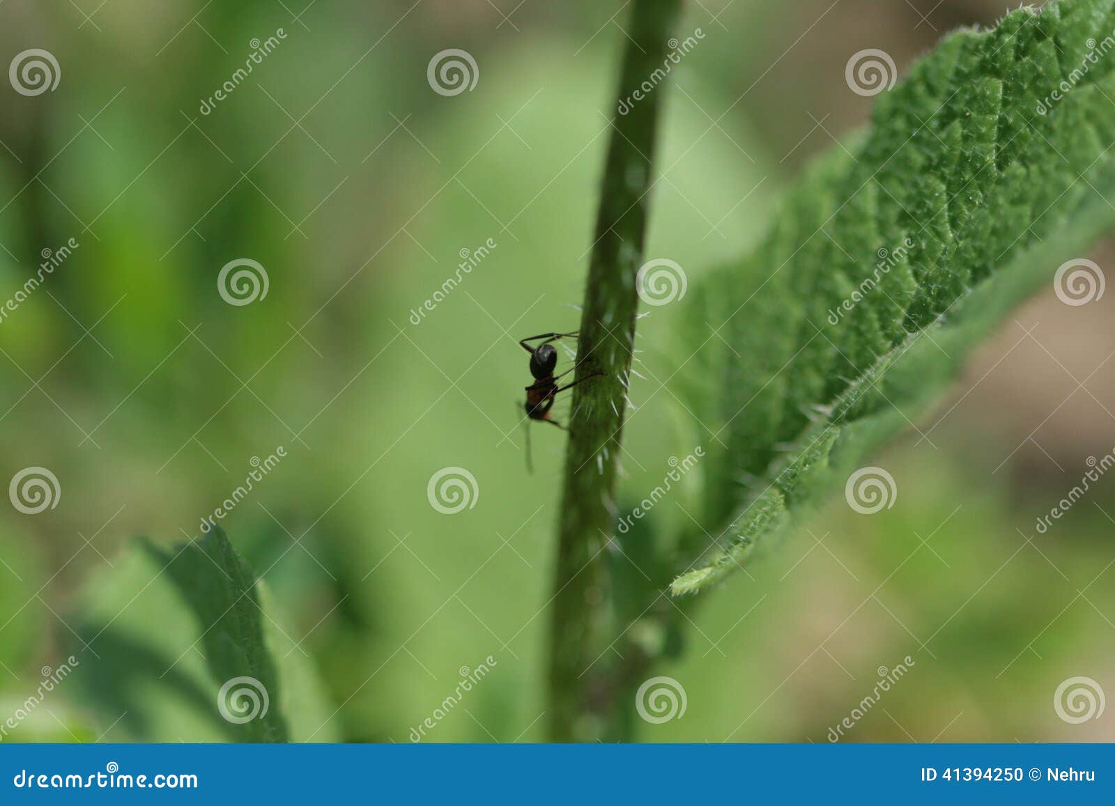 Ant on a leaf stock photo. Image of ants, plant, insect - 41394250