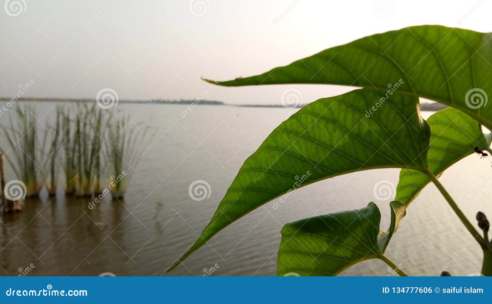 Good Morning Ant Stock Photos - Free & Royalty-Free Stock Photos from ...