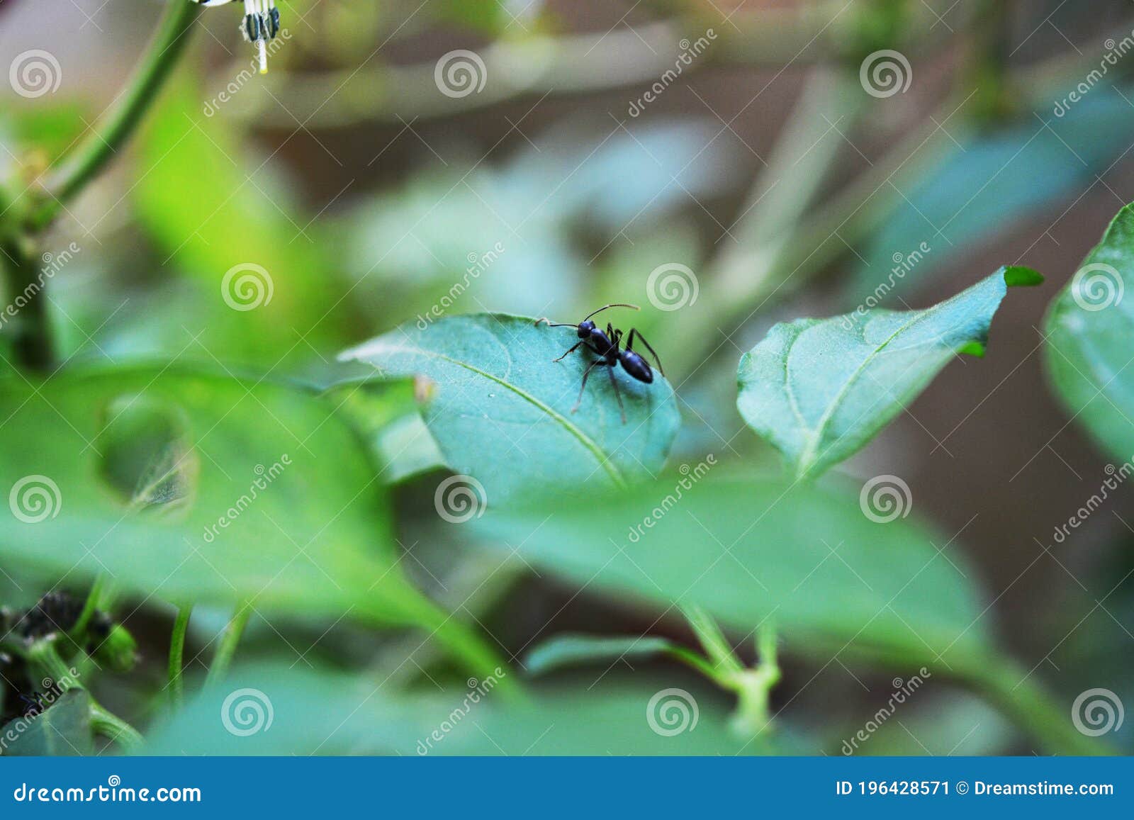Ant on the leave stock image. Image of leave, nature - 196428571