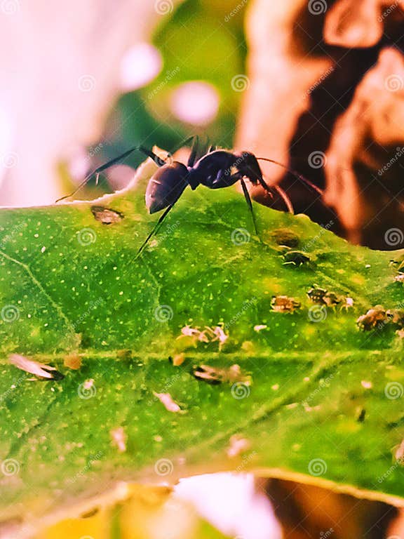 An Ant on the Leaves in Daylight Stock Image - Image of leaves, tree ...