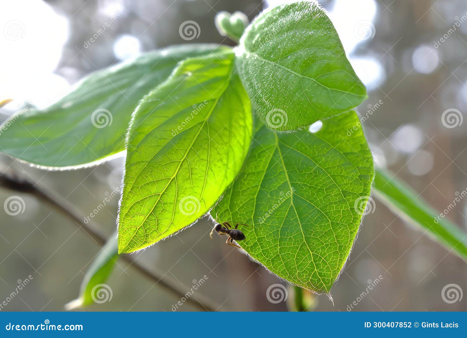 Ant on the Leaves of a Forest Plant. Sunlight Beautifully Illuminates ...