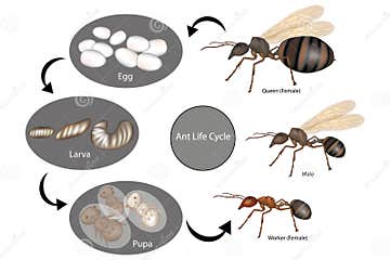 Ant Life Cycle. Stage of Development Ant Stock Vector - Illustration of ...