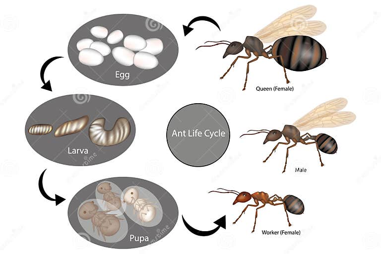 Ant Life Cycle. Stage of Development Ant Stock Vector - Illustration of ...