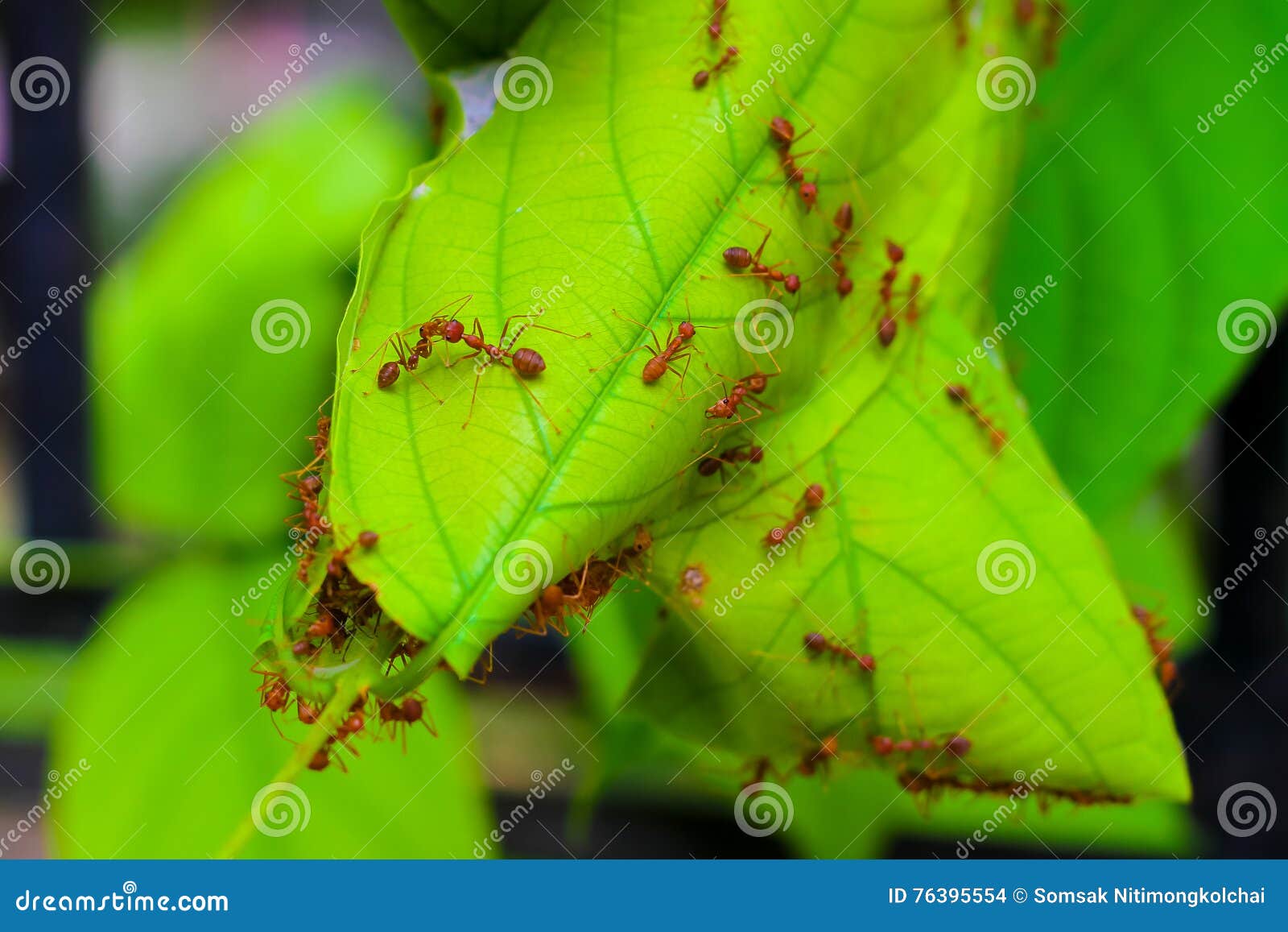 The Ant Life,Red Ants Nesting on Tree Stock Photo - Image of leaf, ants ...