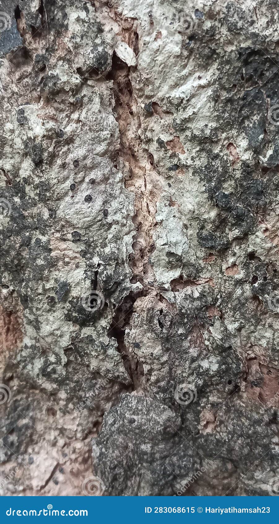 Ant life in tree bark stock image. Image of trunk, terrain - 283068615