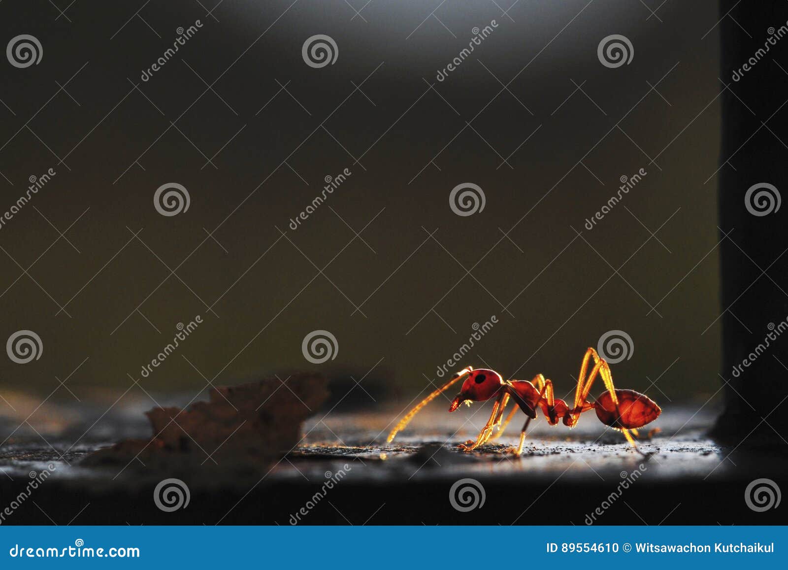 Ant with light and shadow stock photo. Image of macro - 89554610