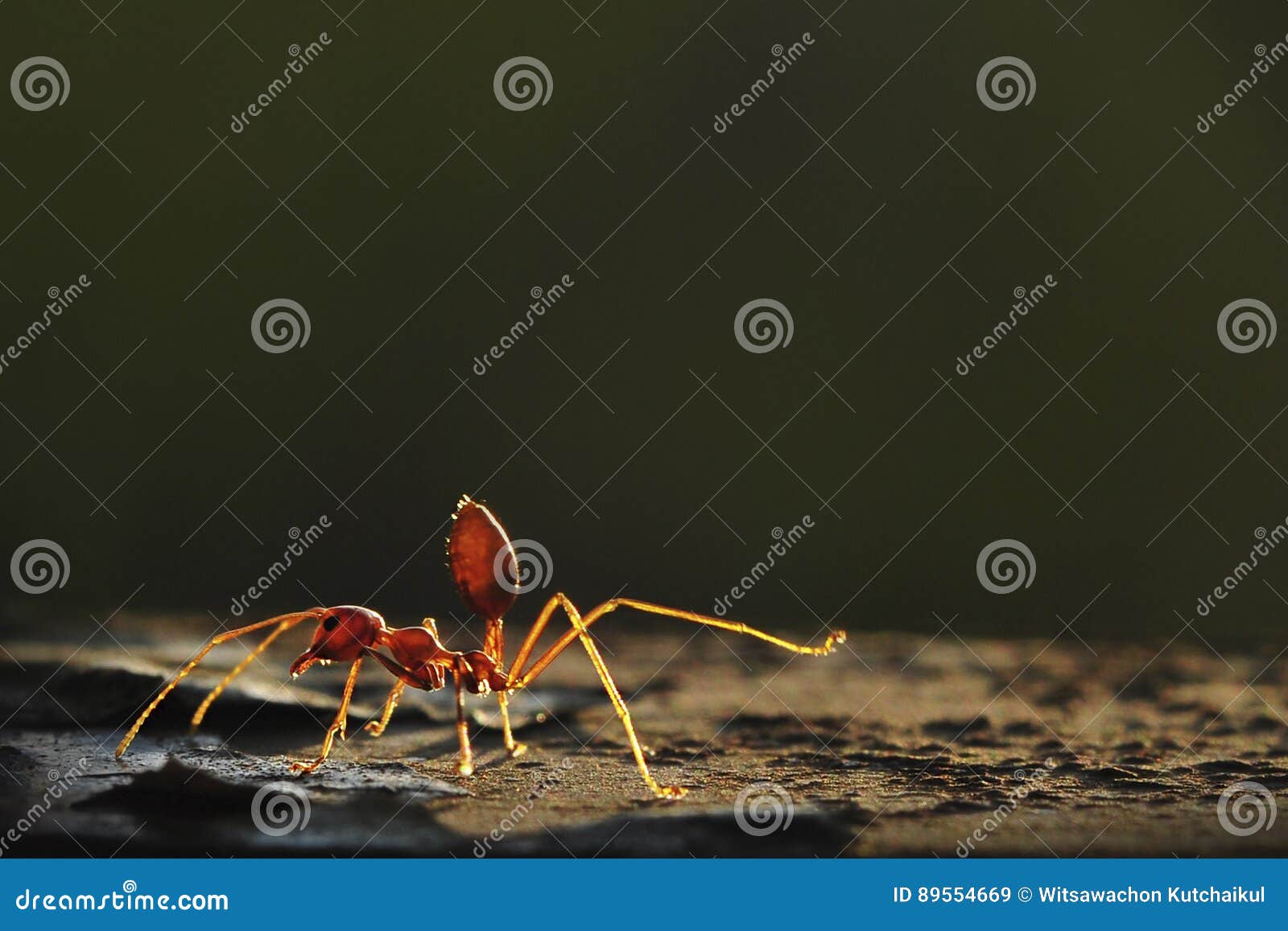 Ant with light and shadow stock image. Image of walking - 89554669