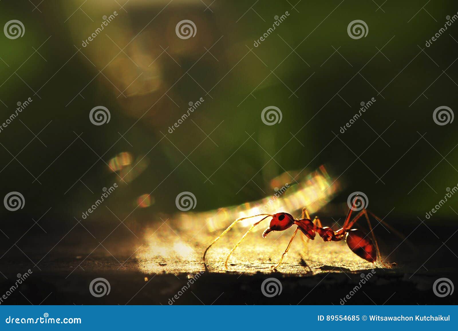 Ant with light and shadow stock image. Image of stand - 89554685