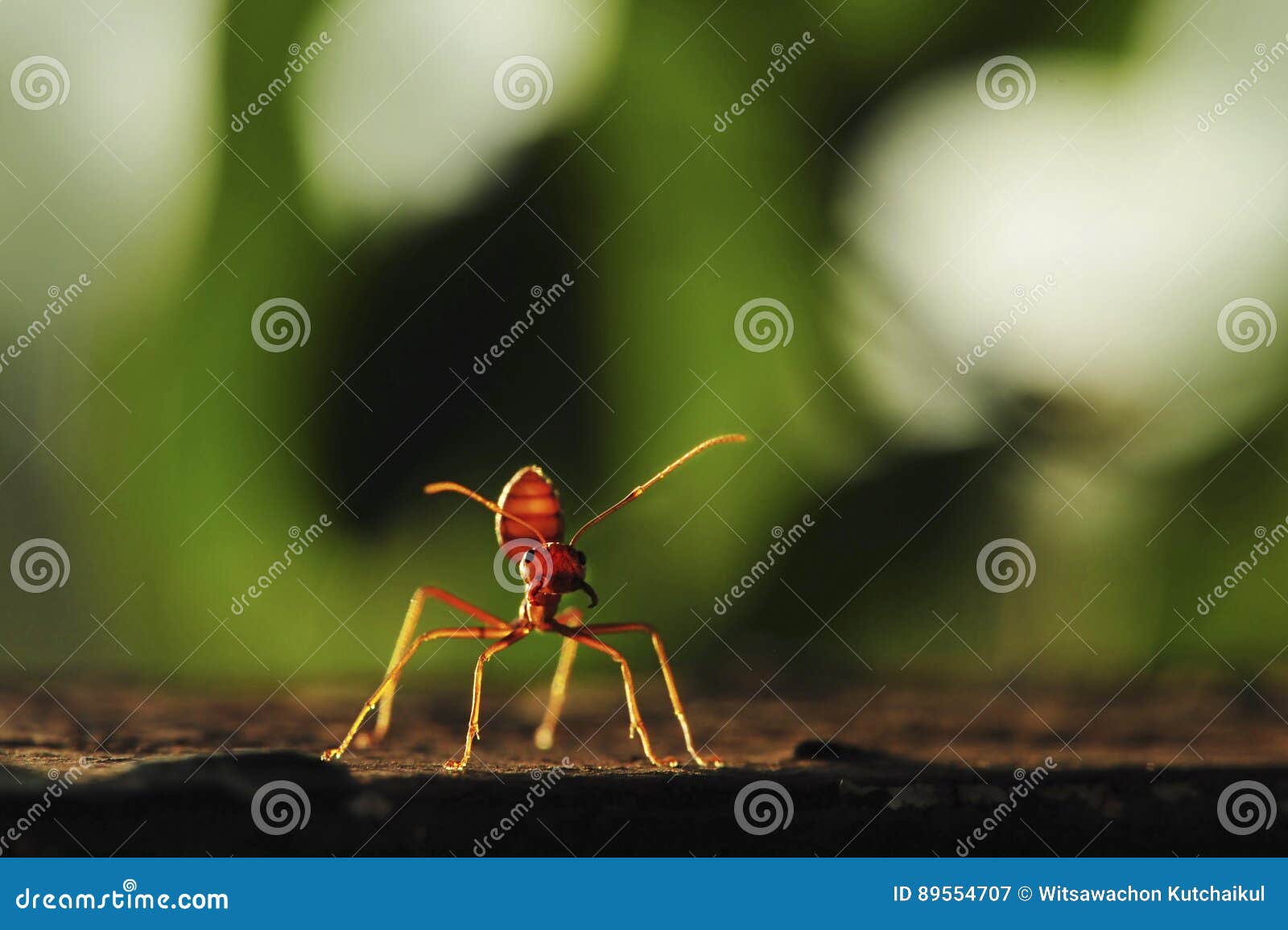 Ant with light and shadow stock image. Image of green - 89554707