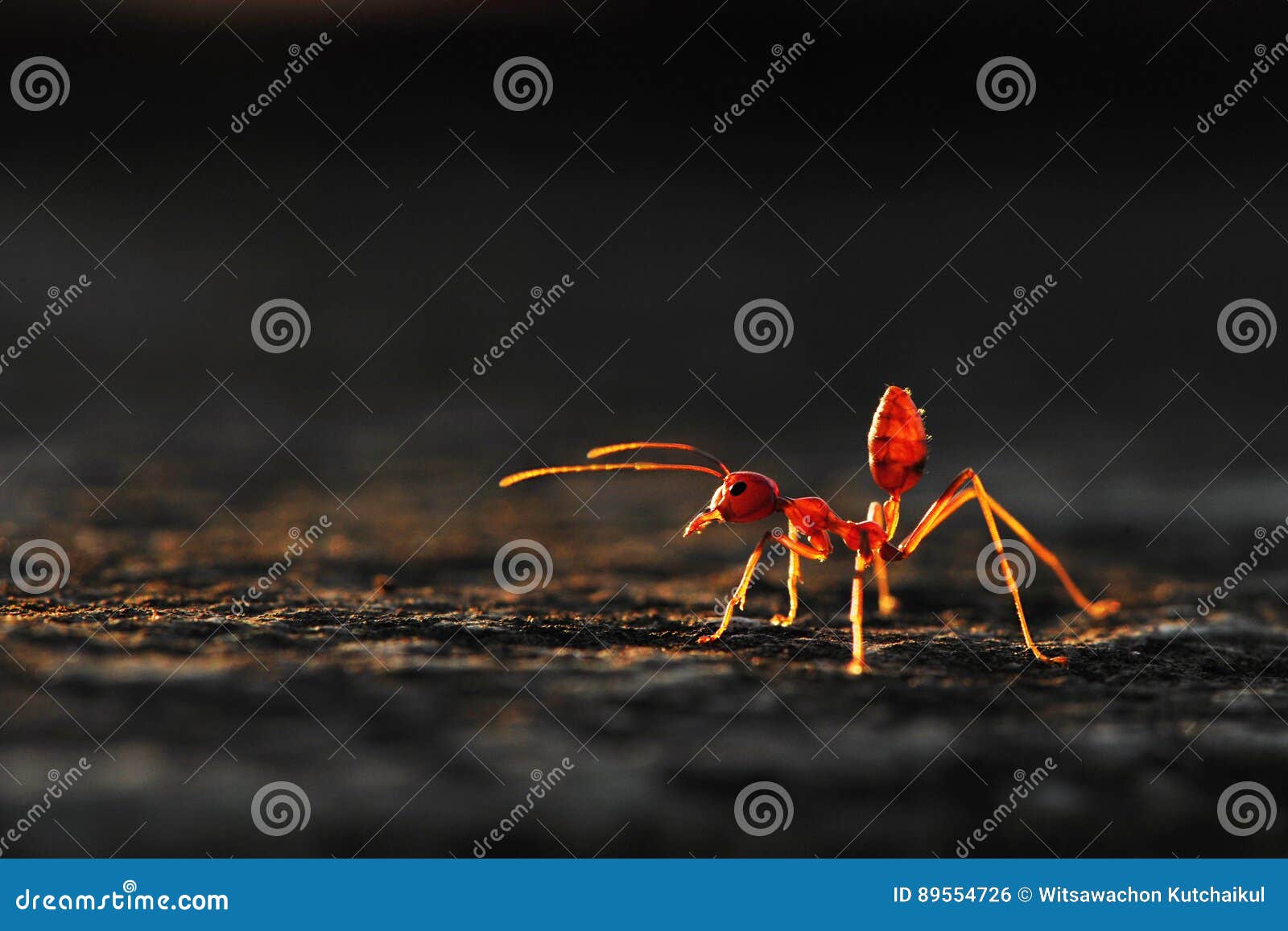 Ant with light and shadow stock photo. Image of sunrise - 89554726