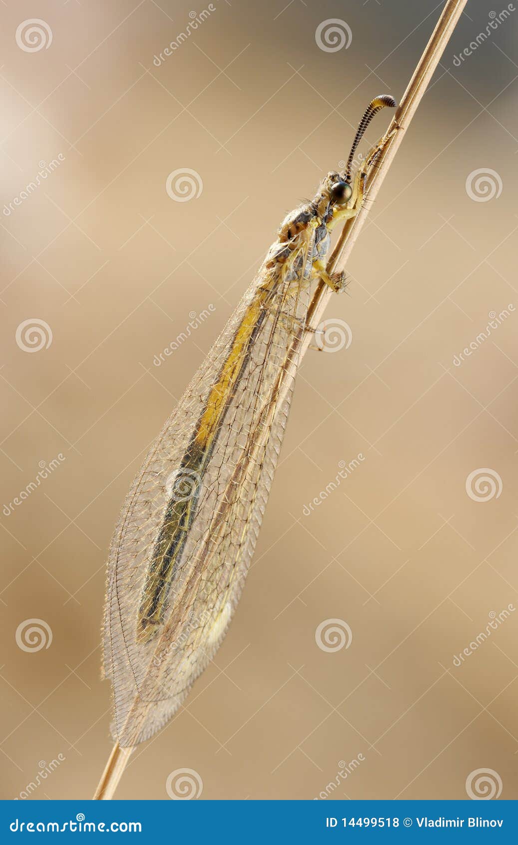 Ant-lion stock photo. Image of neuroptera, animal, outdoor - 14499518
