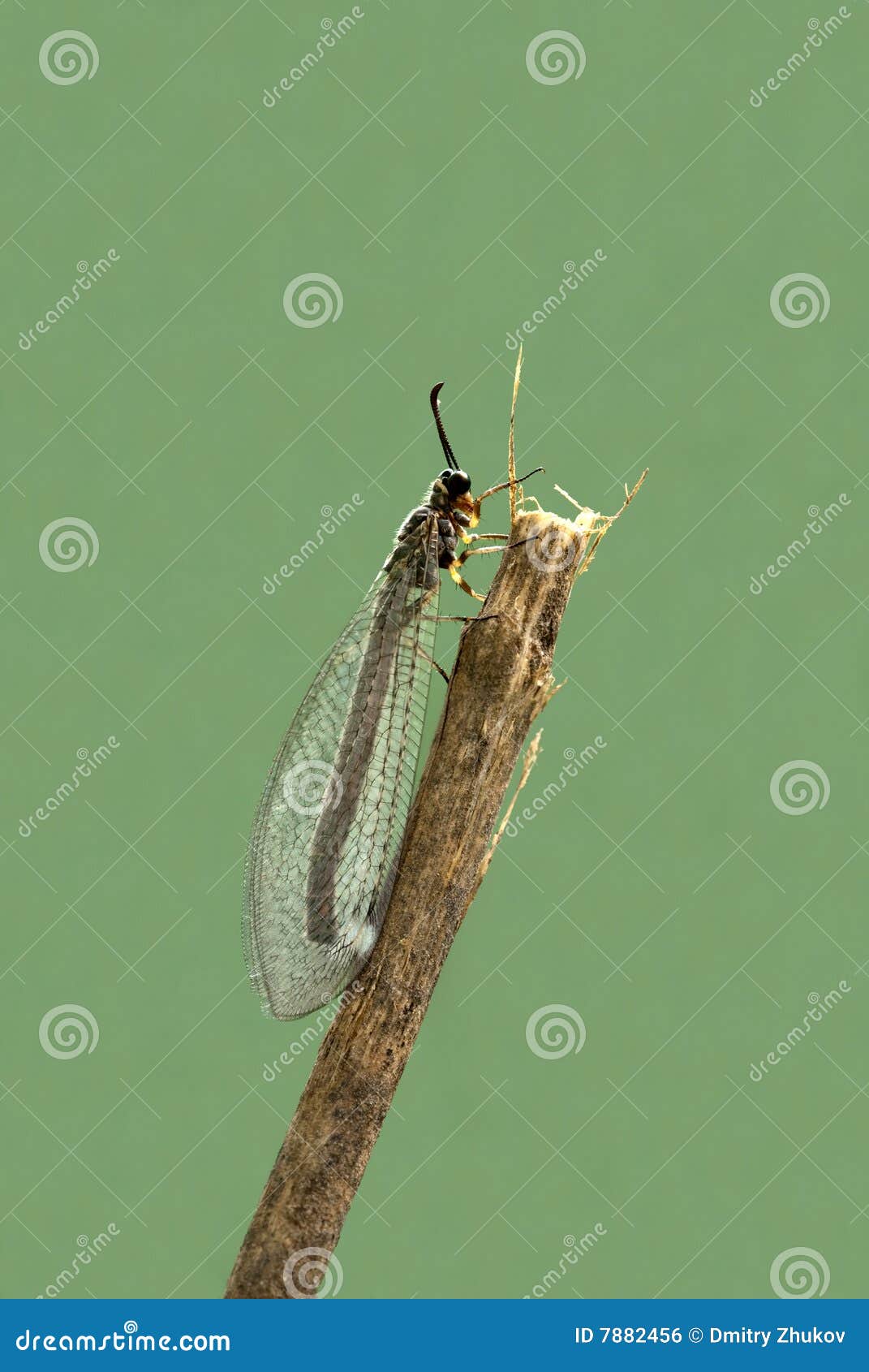 Ant-lion stock photo. Image of twig, vivid, feeler, myrmeleon - 7882456