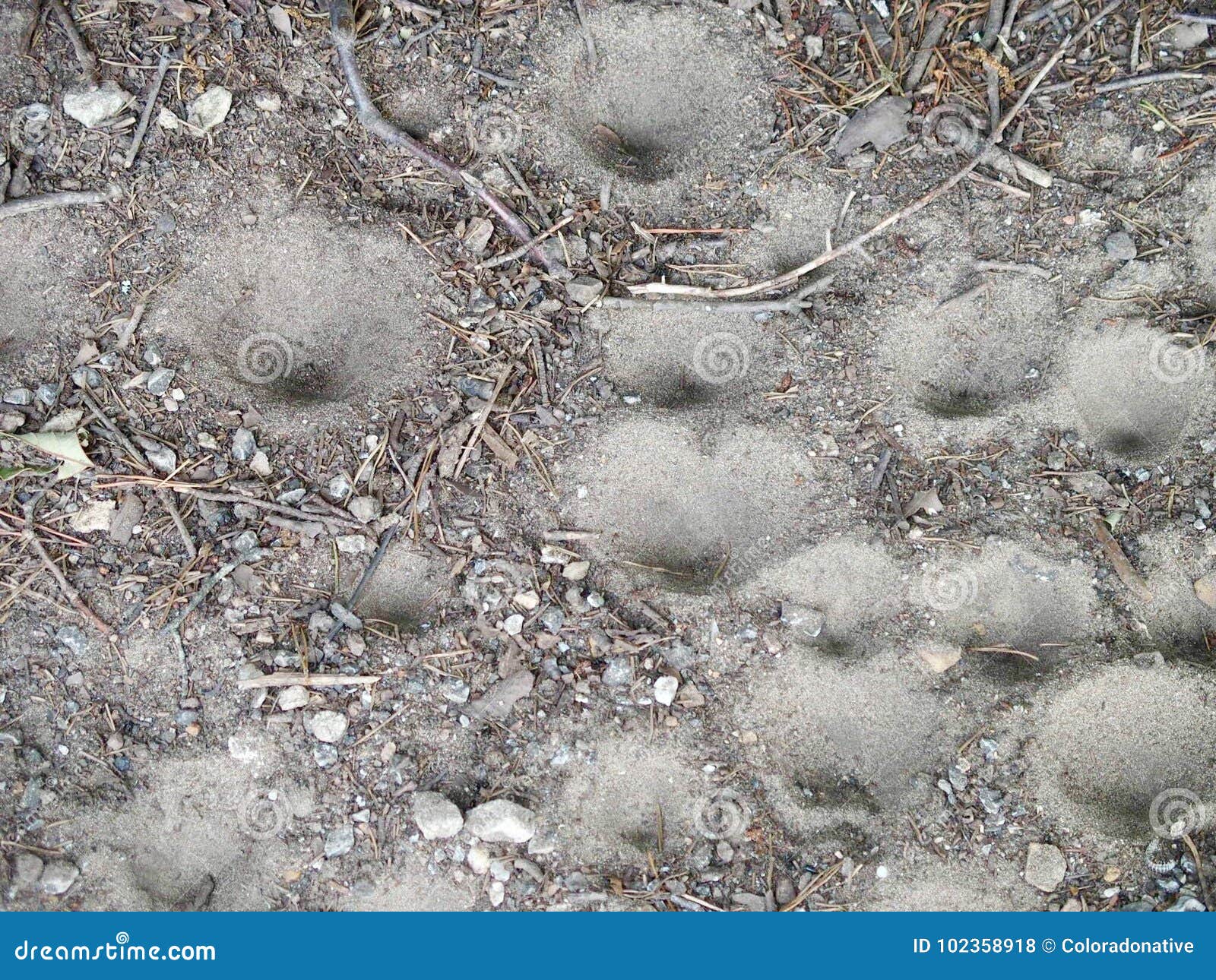 Ant Lion Holes stock photo. Image of colony, insects - 102358918