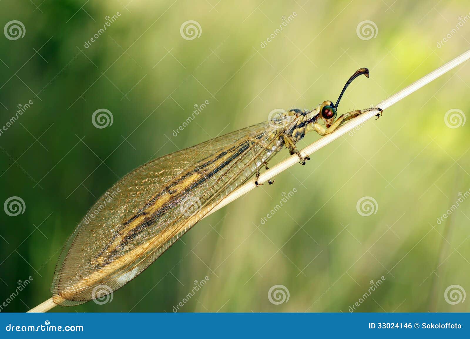 Ant lion stock photo. Image of lion, eyes, claws, moustaches - 33024146