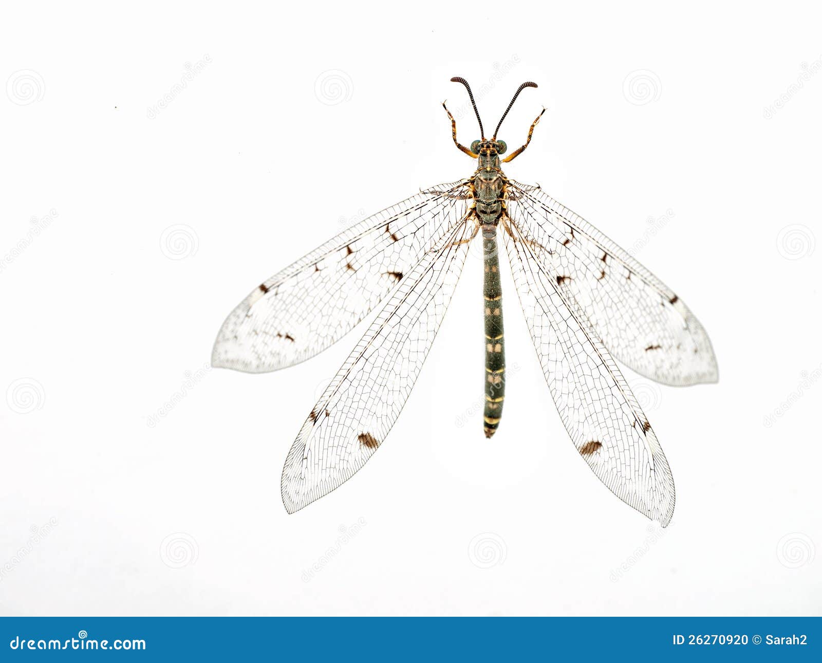 Ant-lion Lacewing Insect Macro Stock Photo - Image of closeup, brown ...