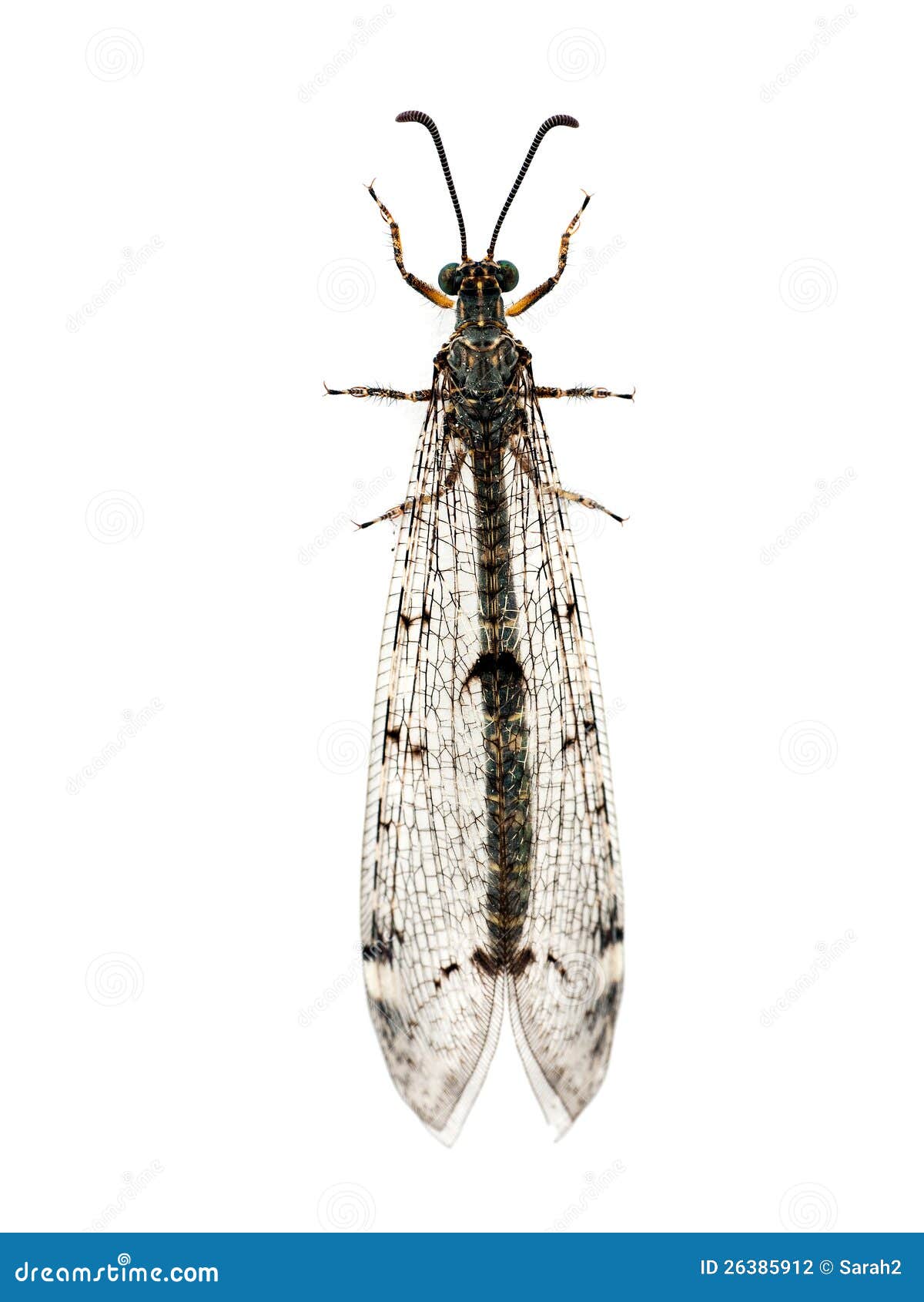 Ant-lion Lacewing Insect Macro Over White Stock Photo - Image of ...