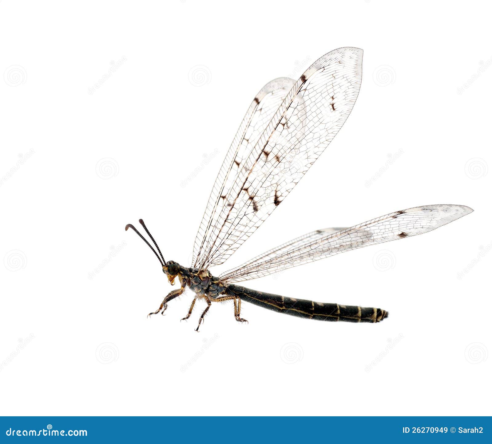 Ant-lion Lacewing Insect Macro, Side View Stock Image - Image of ...