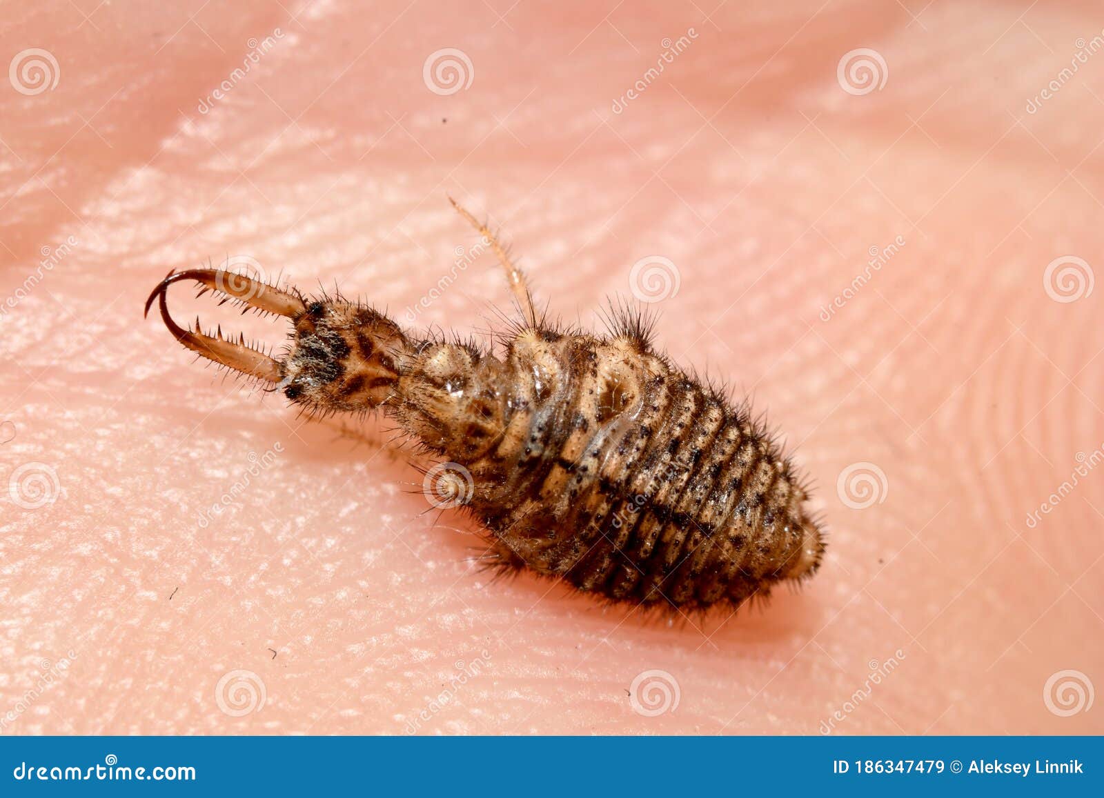 Ant lion larva on the arm stock image. Image of macro - 186347479