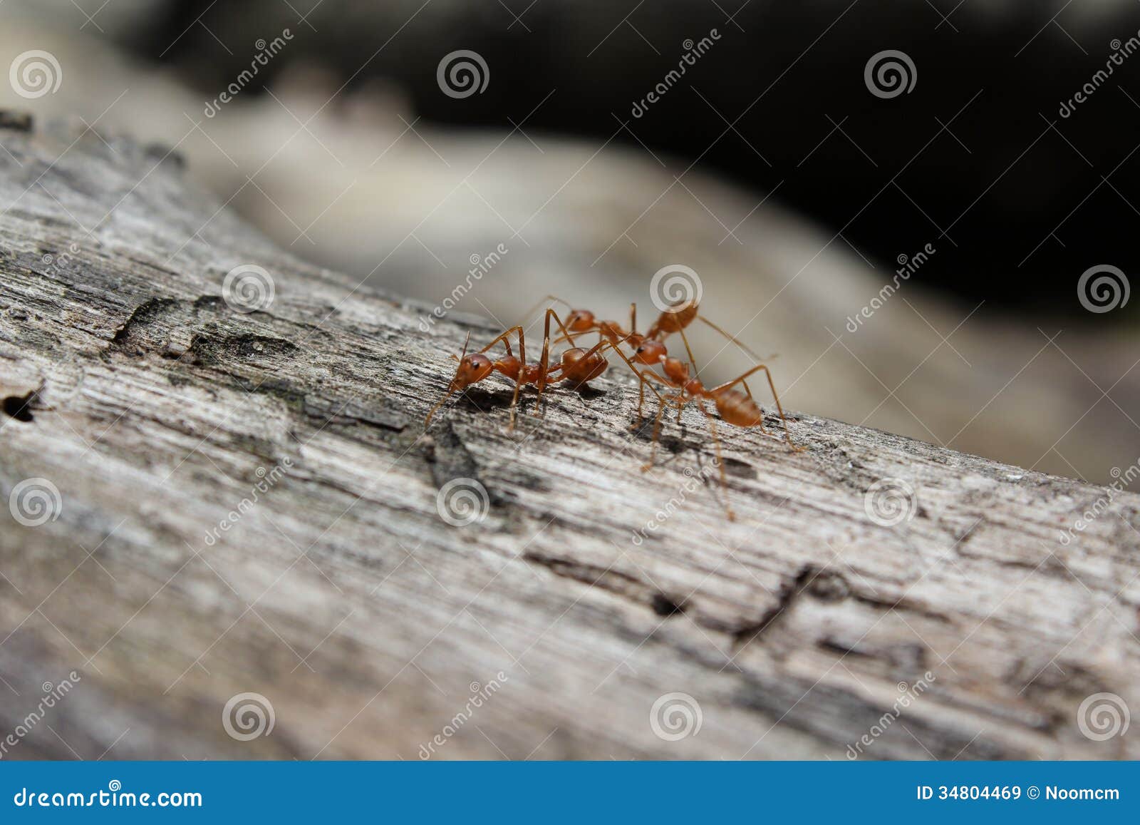 Ant on log stock image. Image of nature, close, branch - 34804469
