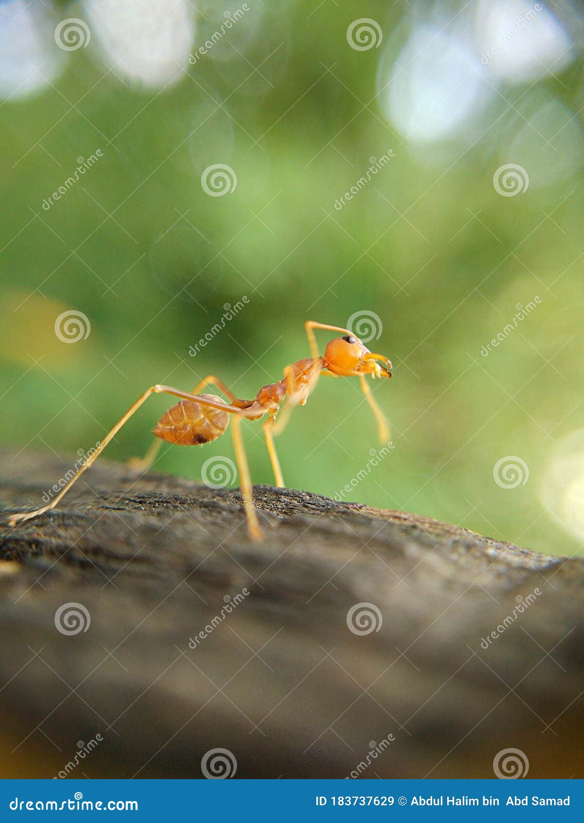 Ant lonely stock image. Image of macro, animal, green - 183737629