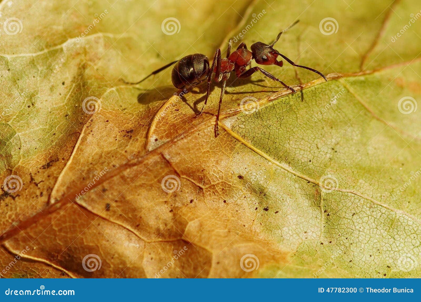 Worker Ant on a Leaf. Gradient Background. Autumn Background Stock ...