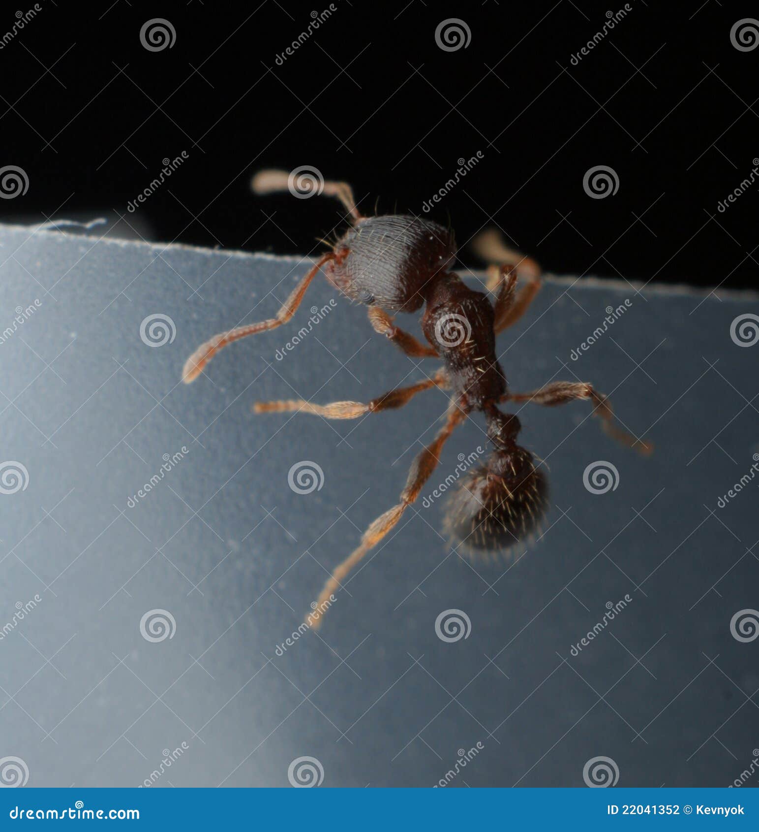 Ant macro stock photo. Image of nature, busy, busier - 22041352