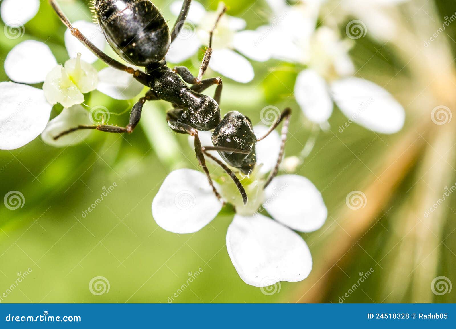 Ant Macro stock photo. Image of claw, drinking, bugs - 24518328
