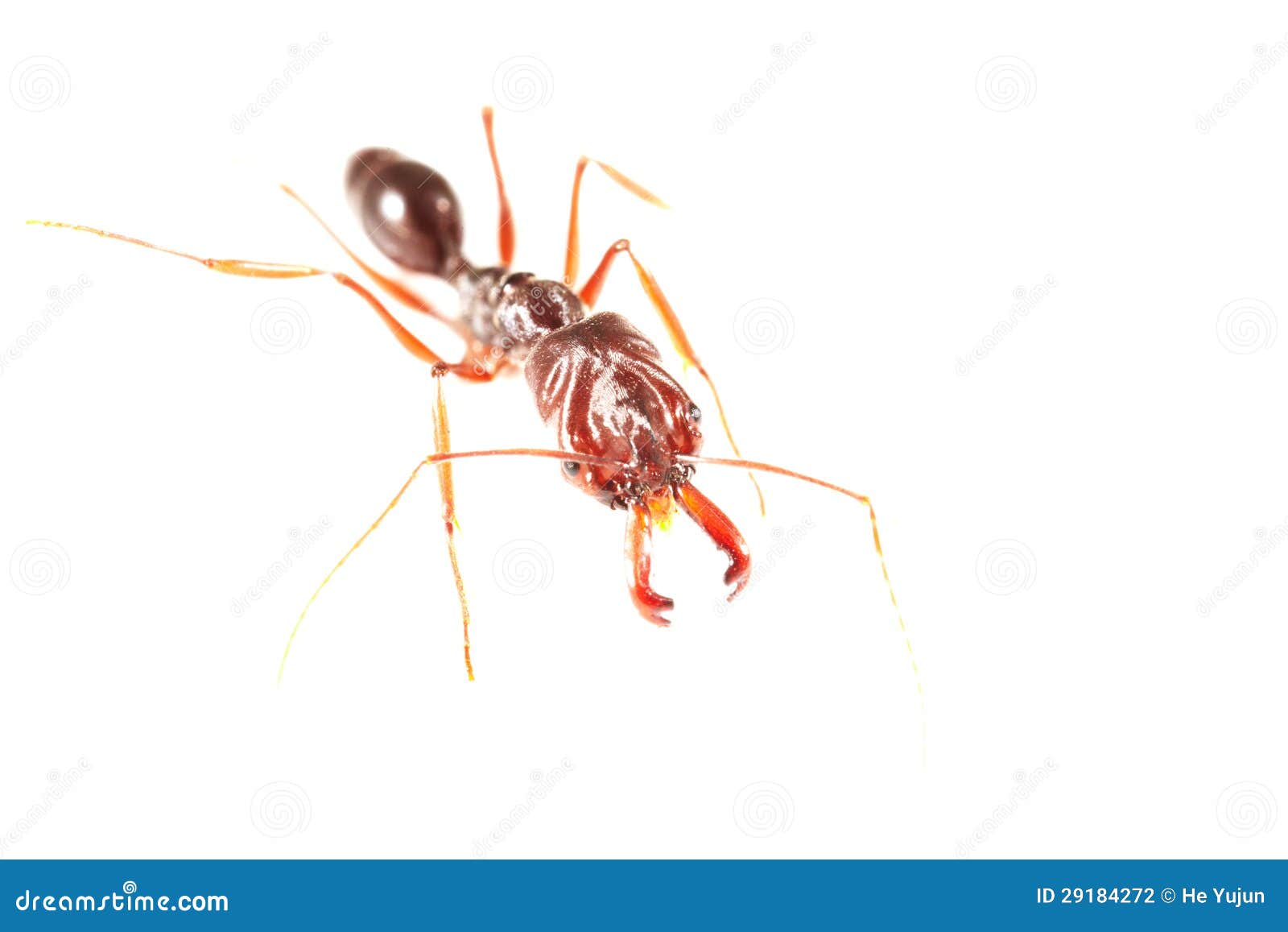 Ant macro stock photo. Image of closeup, insect, aphises - 29184272