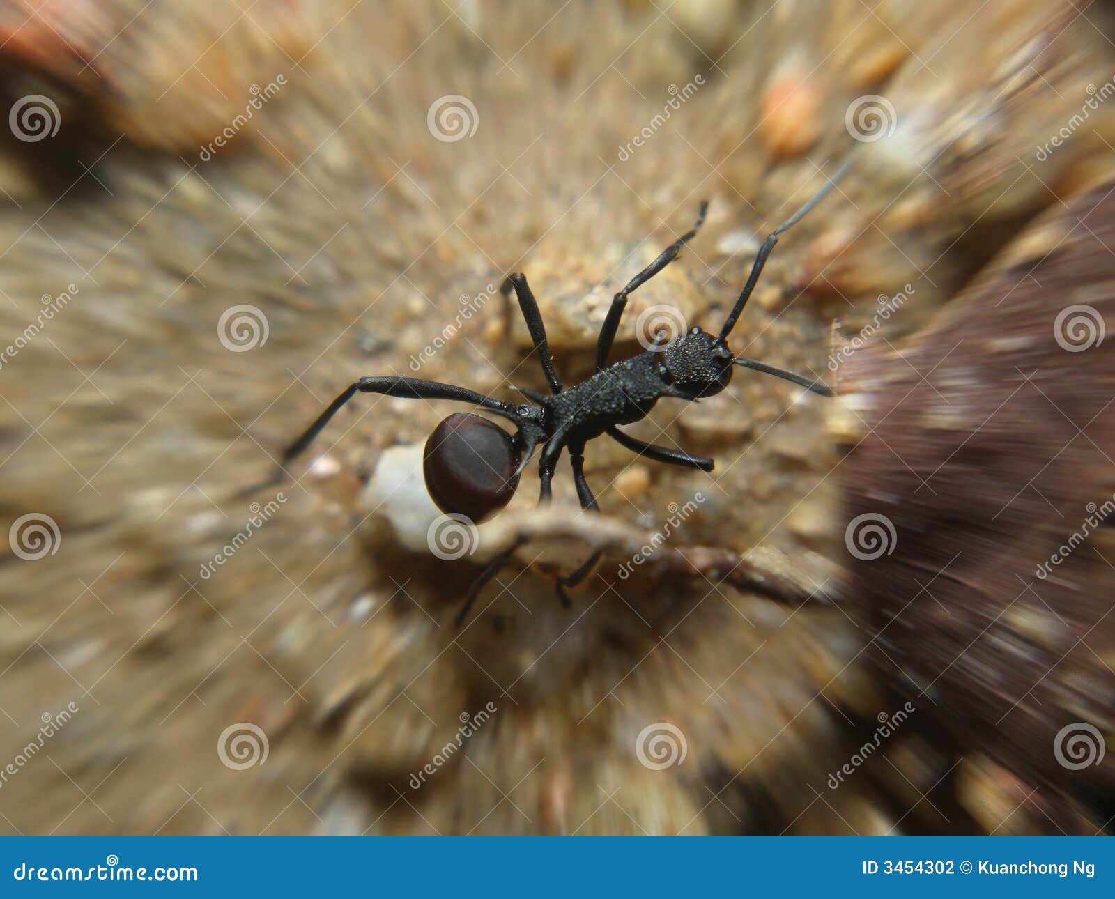 Ant Macro stock photo. Image of insect, biology, biological - 3454302