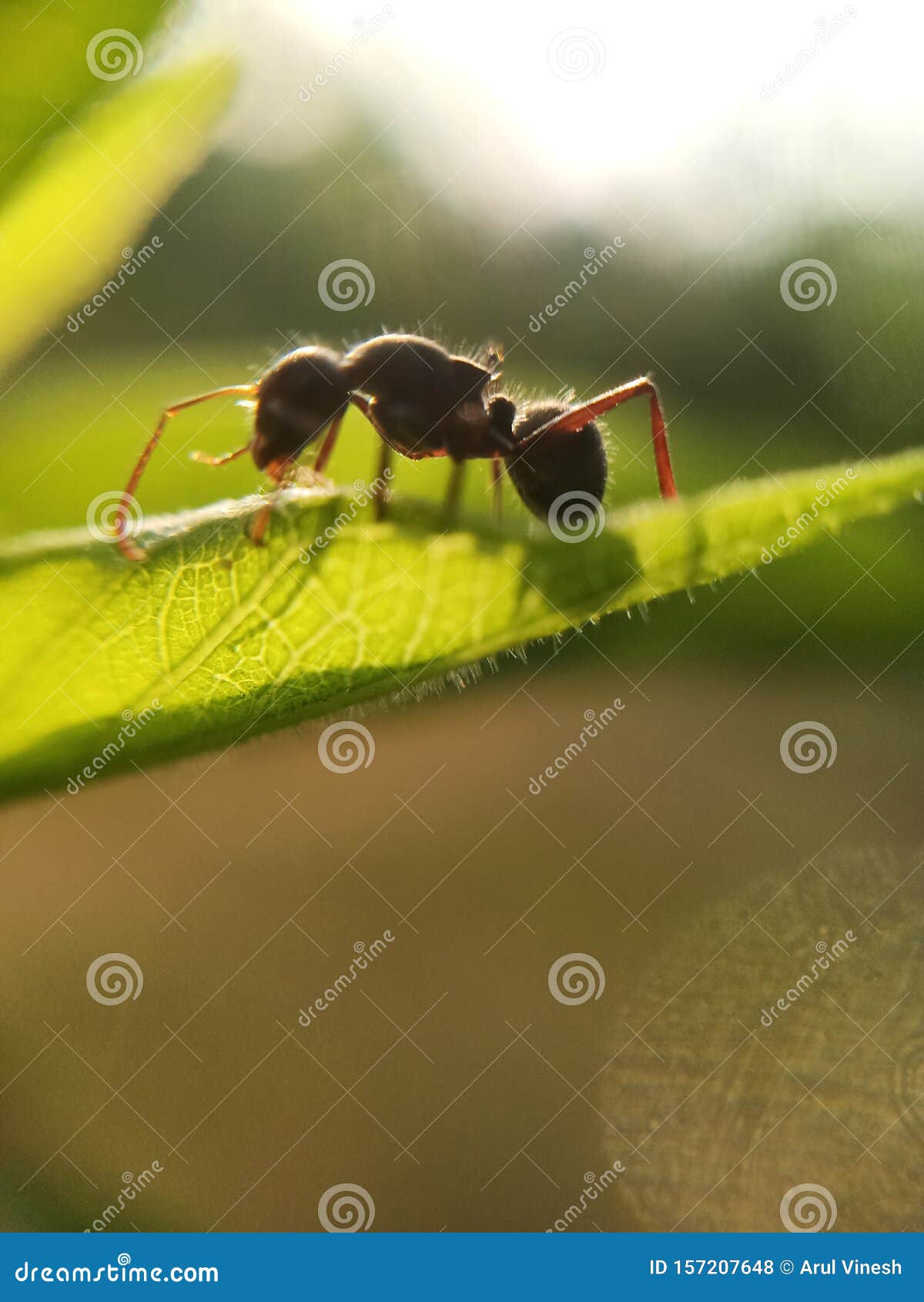 Ant Camera Stock Photos - Download 142 Royalty Free Photos