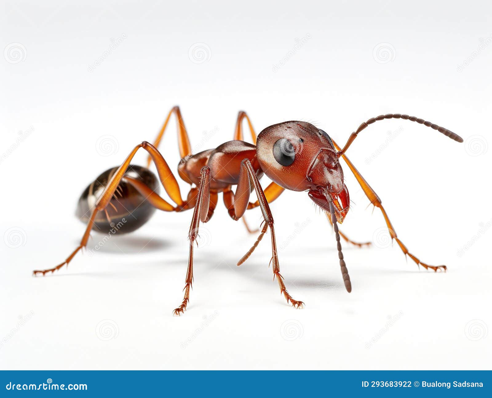 Ai Generated Illustration Wildlife Concept of Ant Stock Illustration ...
