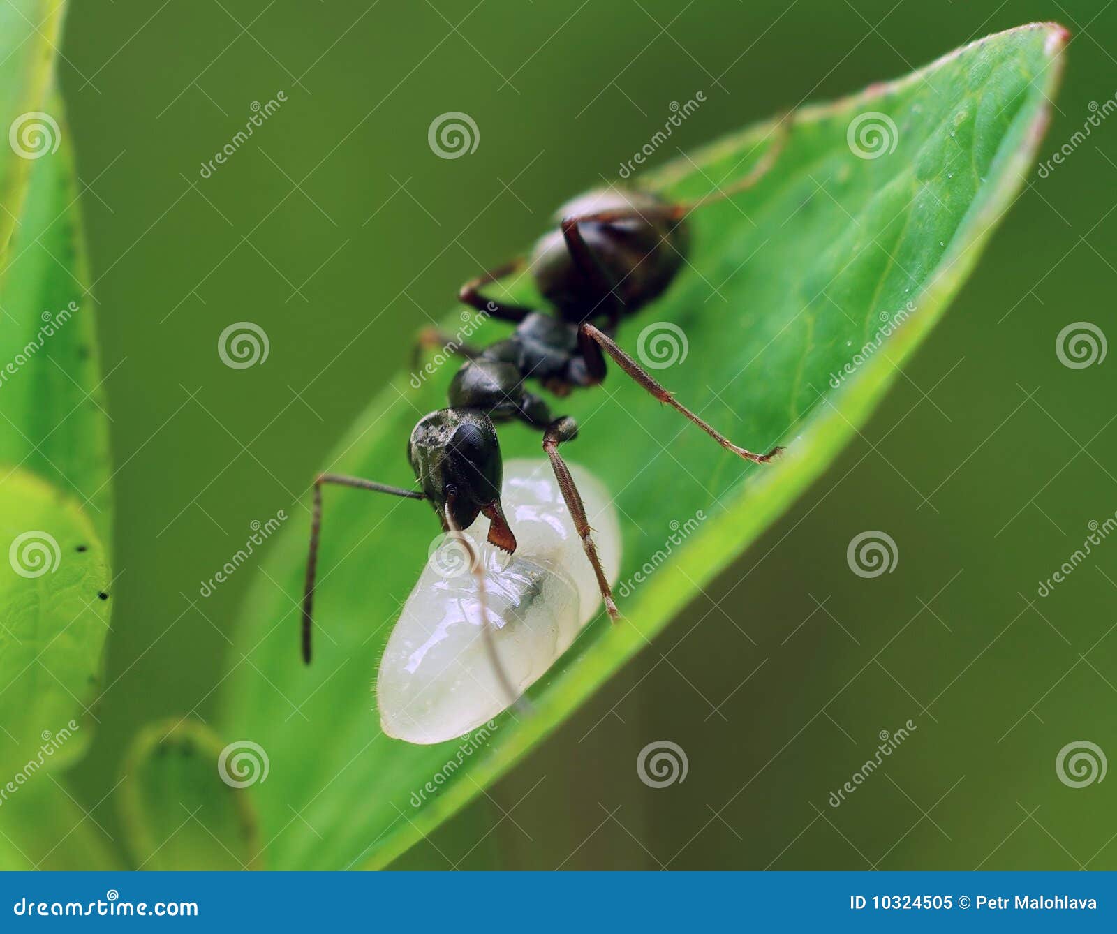 Ant with maggot stock image. Image of home, forest, care - 10324505