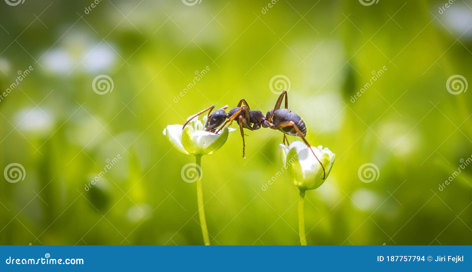Ant in the Meadow Drinks Nectar from a White Flower Stock Photo - Image ...