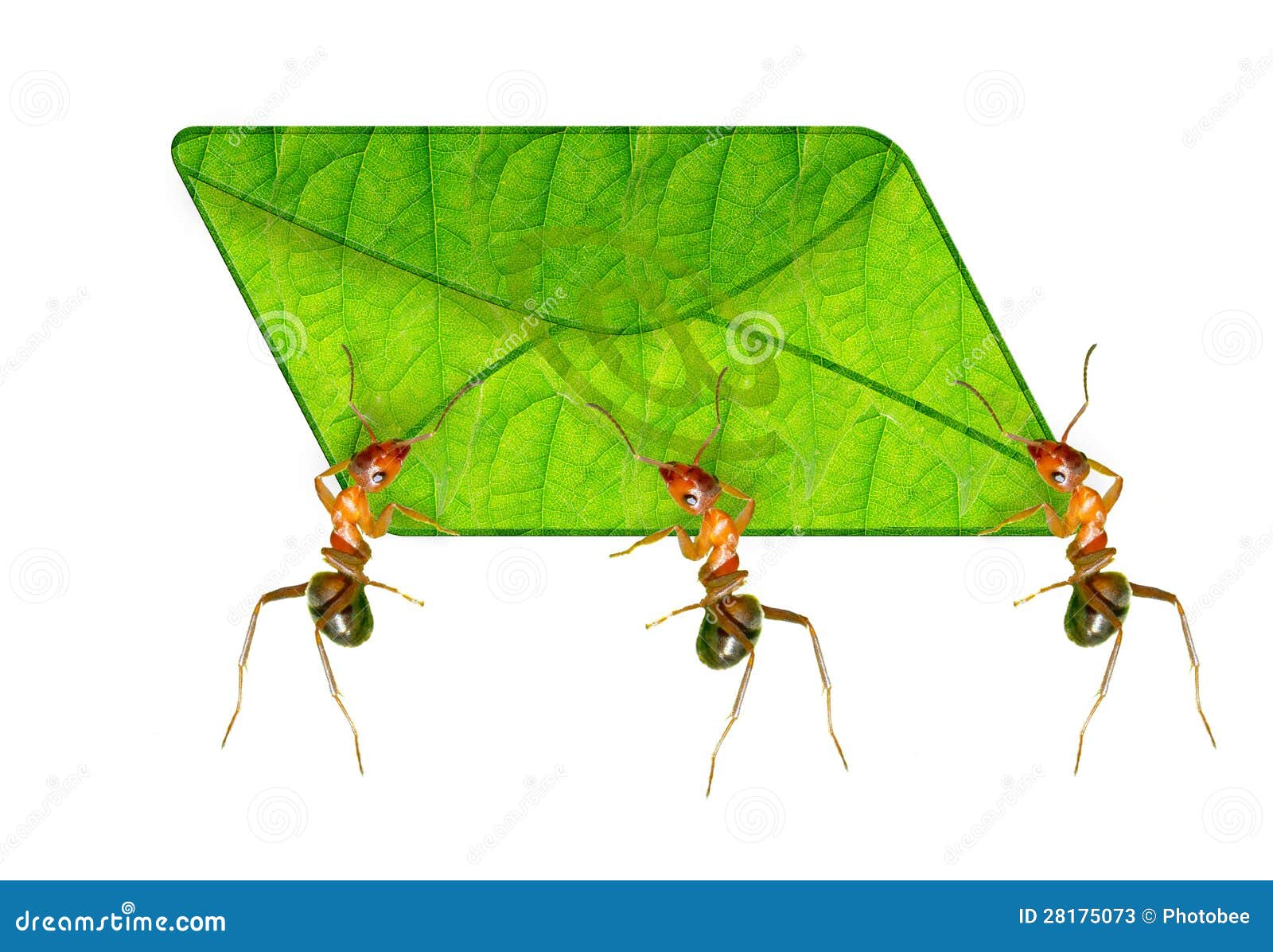 Ant messenger stock image. Image of force, icon, envelopes - 28175073