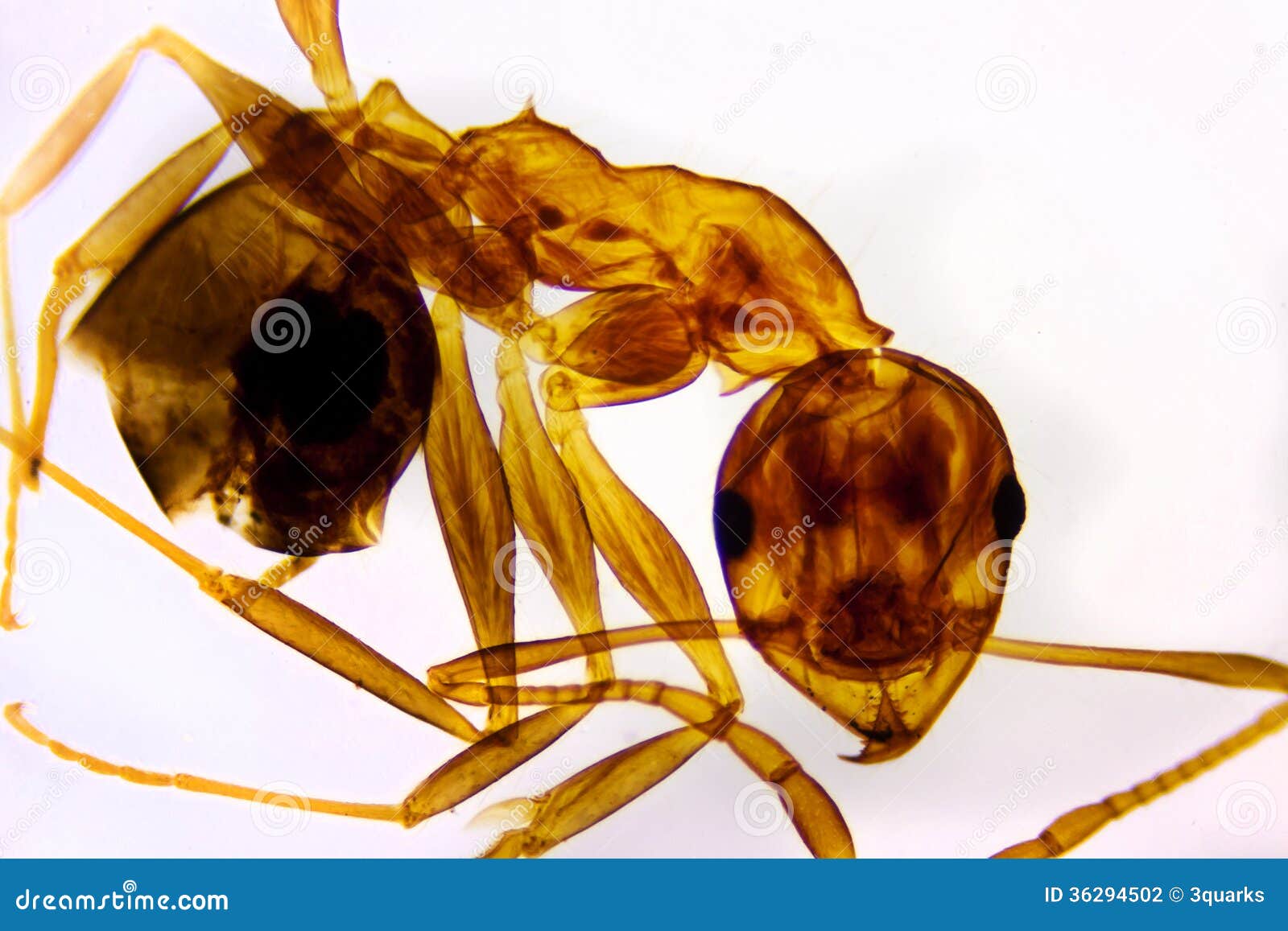 Ant stock photo. Image of scientific, microscopic, science - 36294502
