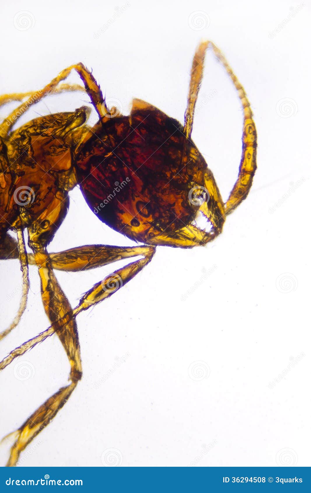 Ant stock photo. Image of microphoto, nature, zoology - 36294508