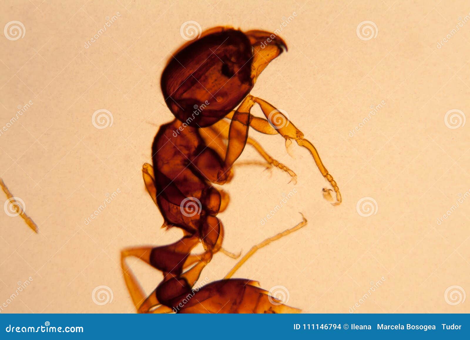 Ant at the microscope stock photo. Image of research - 111146794