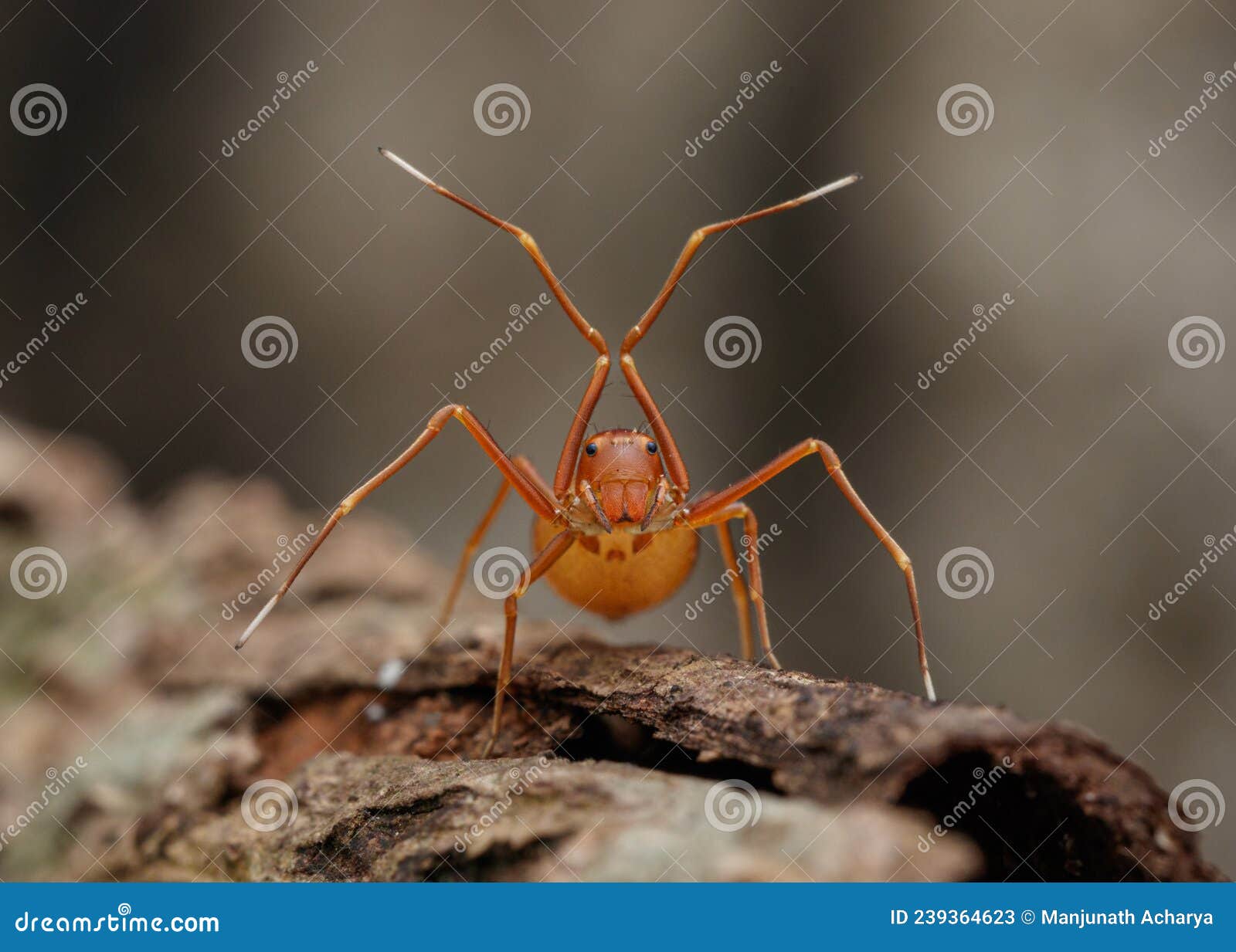The Ant mimic crab spider stock image. Image of crab - 239364623