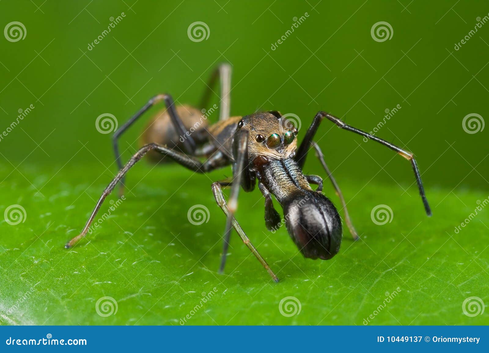 Ant-mimic jumping spider stock image. Image of fauna - 10449137