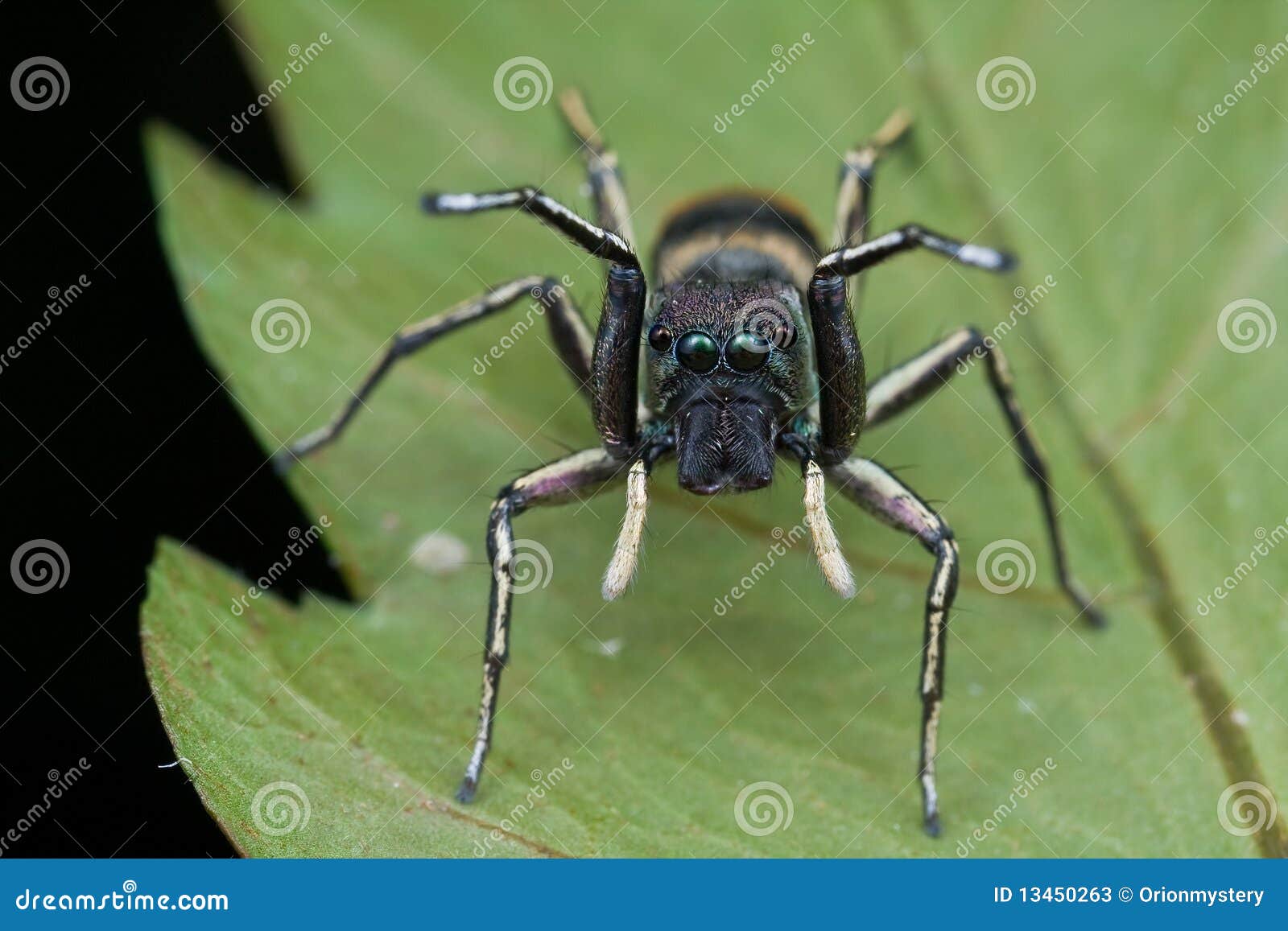 Ant-mimic jumping spider stock image. Image of hunter - 13450263