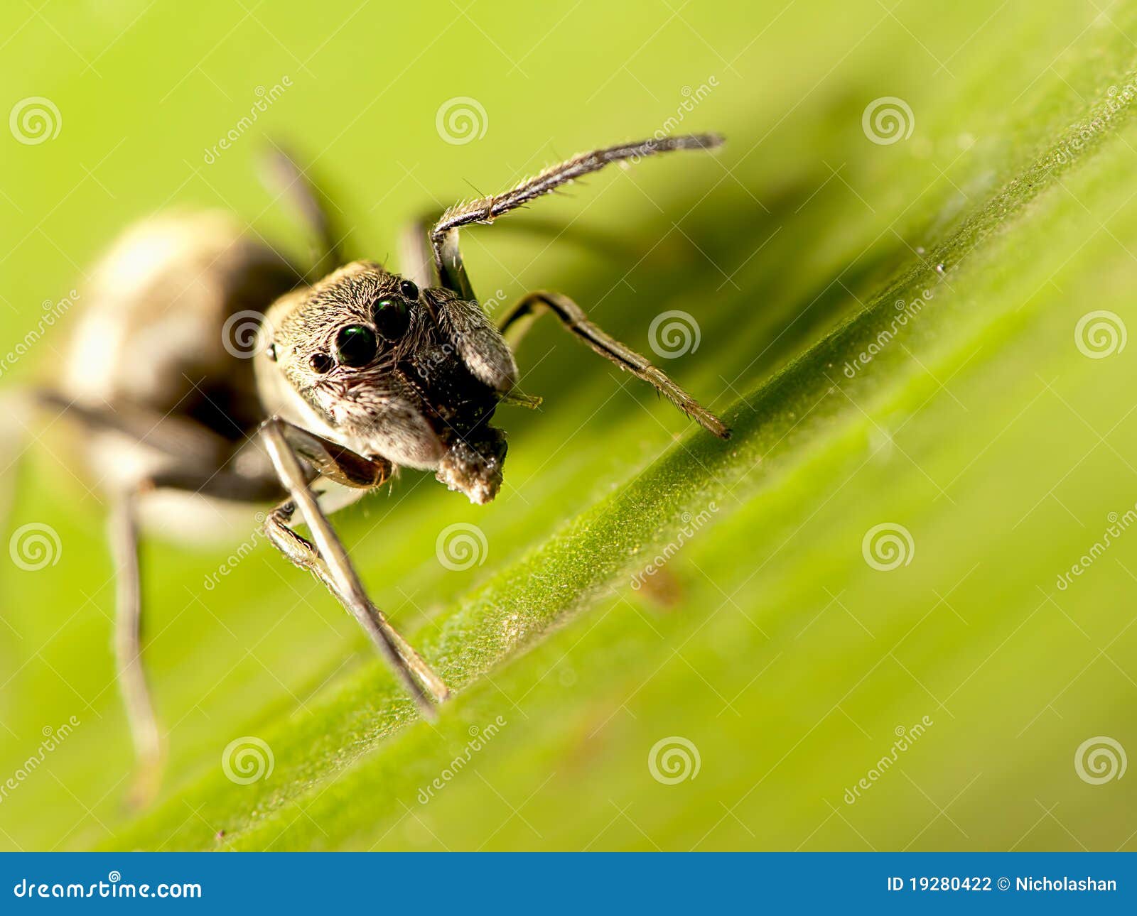 An Ant-mimic Jumping Spider Stock Photography | CartoonDealer.com #13112450