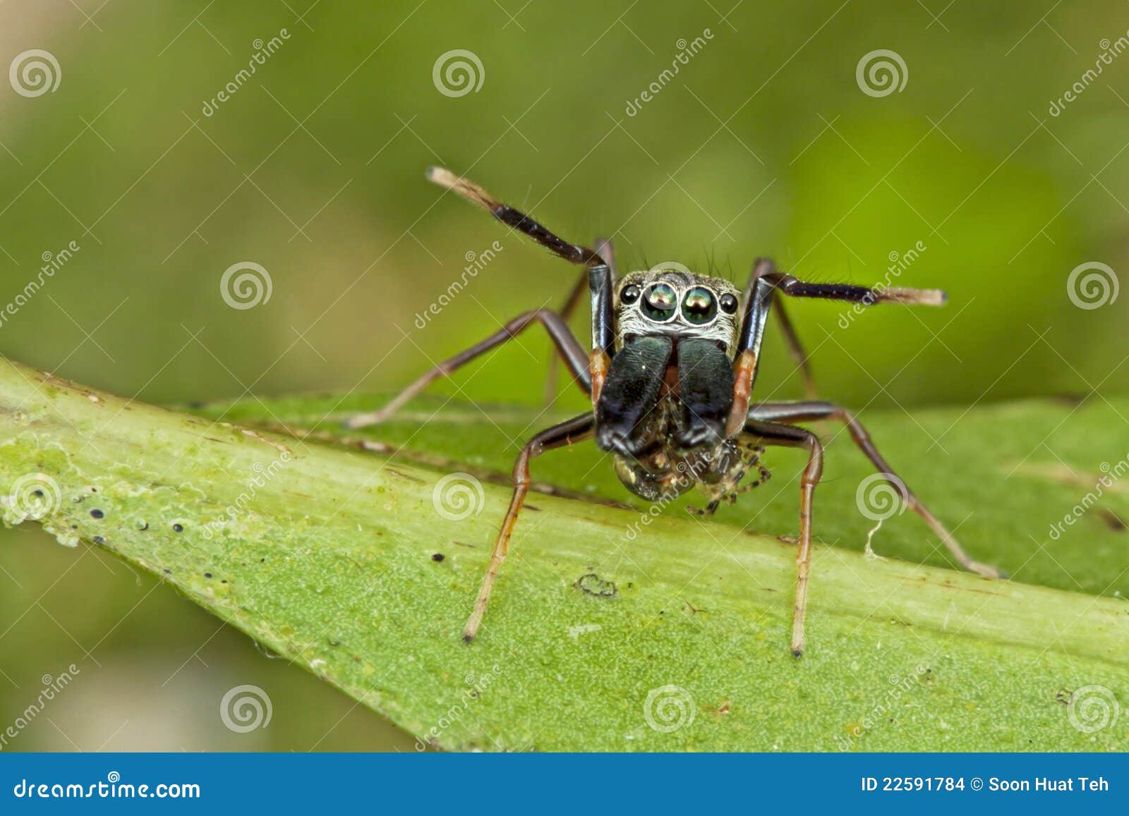 Jumping Spider Extreme Closeup On Green Leaf Royalty-Free Stock Photo ...