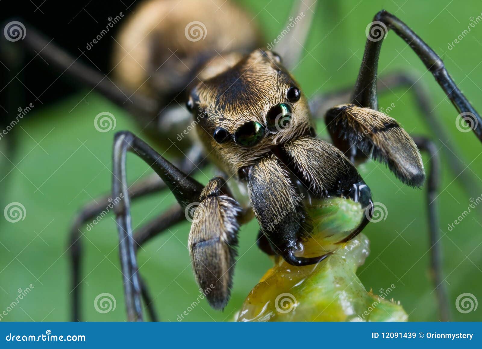 An Ant-mimic Jumping Spider With Prey Stock Image | CartoonDealer.com ...