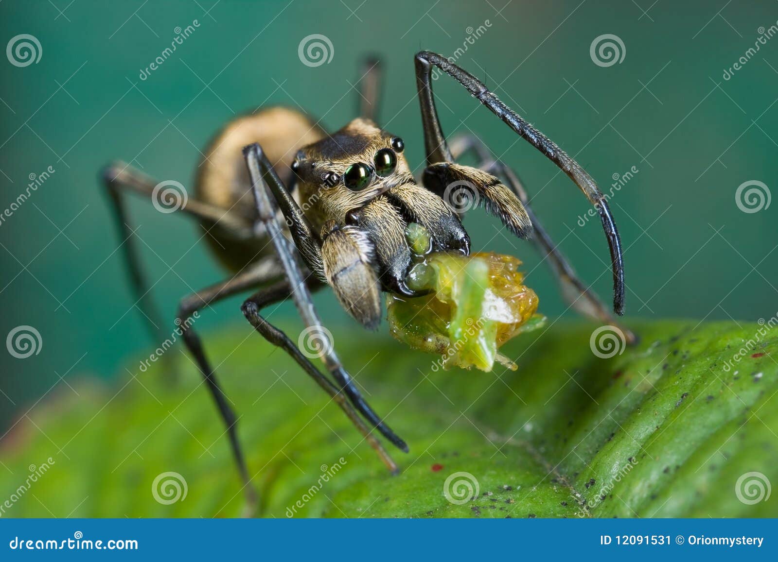 An Ant-mimic Jumping Spider with Prey Stock Image - Image of wild ...