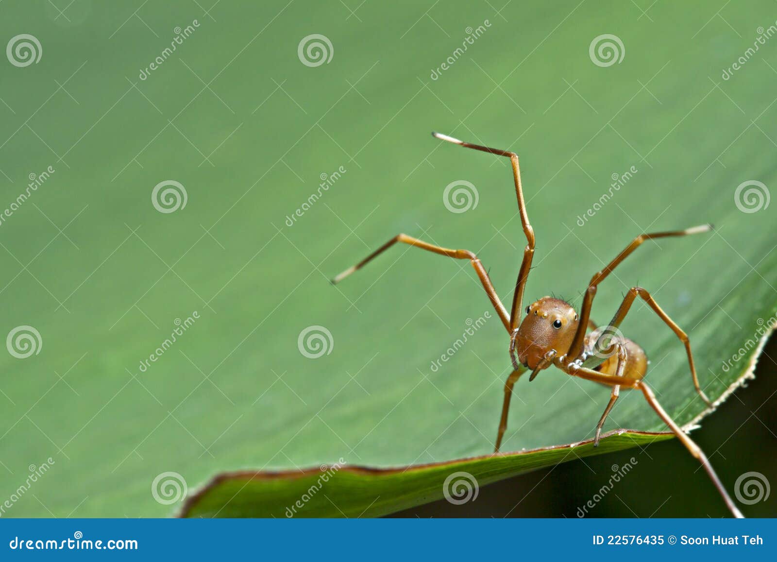 The ant mimic spider stock image. Image of eyes, spider - 22576435