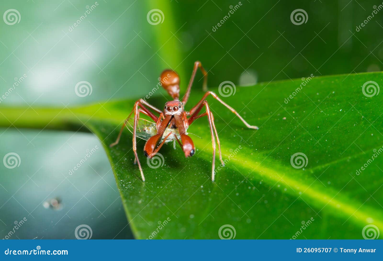 Ant Mimic Spider stock image. Image of predator, arthropods - 26095707