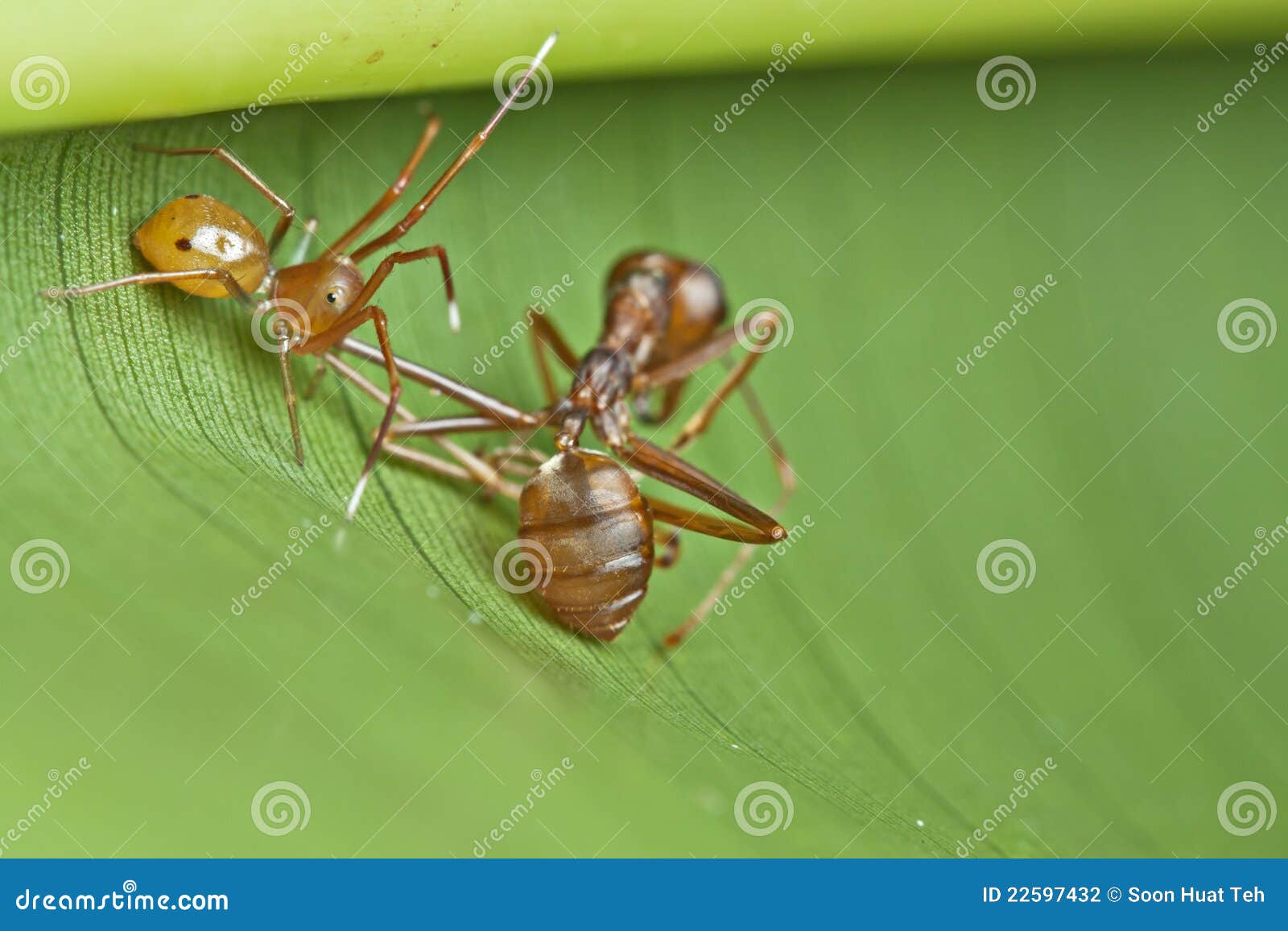 Weaver Ants Eat Treehopper Royalty-Free Stock Photo | CartoonDealer.com ...